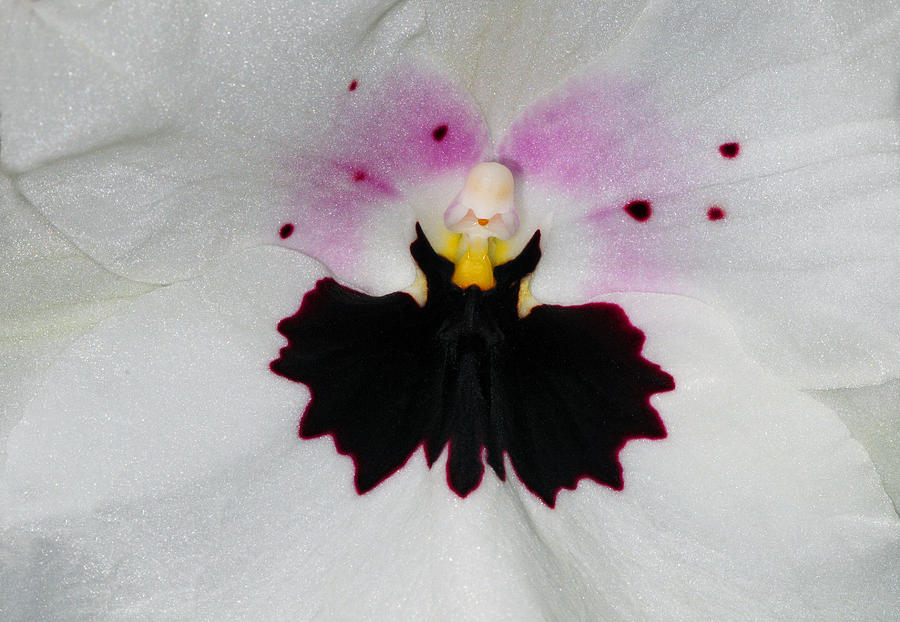 Batman Orchid Photograph by Dave Mills - Fine Art America