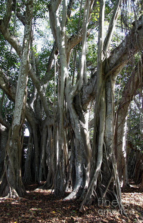 Bayan Tree Photograph by Christiane Schulze Art And Photography - Pixels