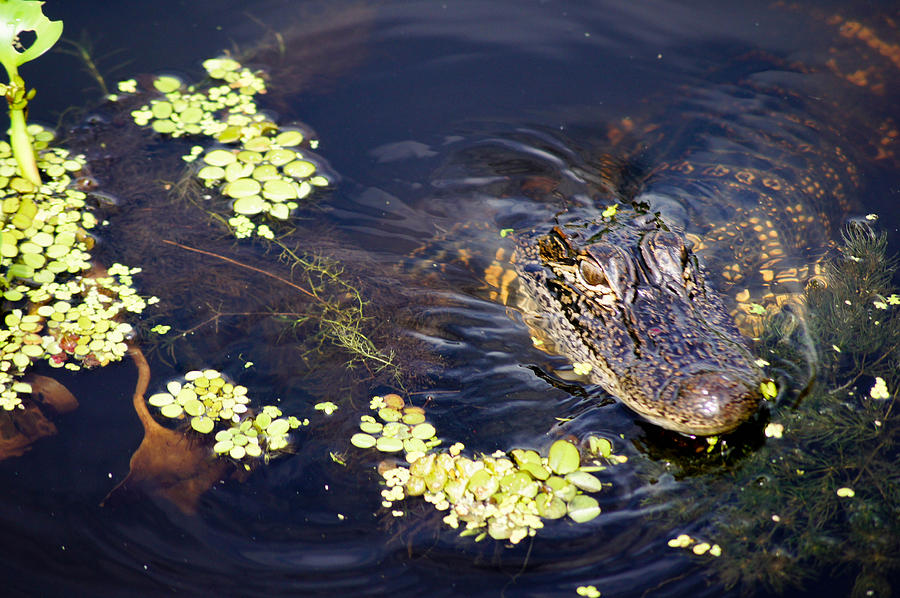 Bayou Segnette Alligator Photograph by Adrian Coker - Fine Art America