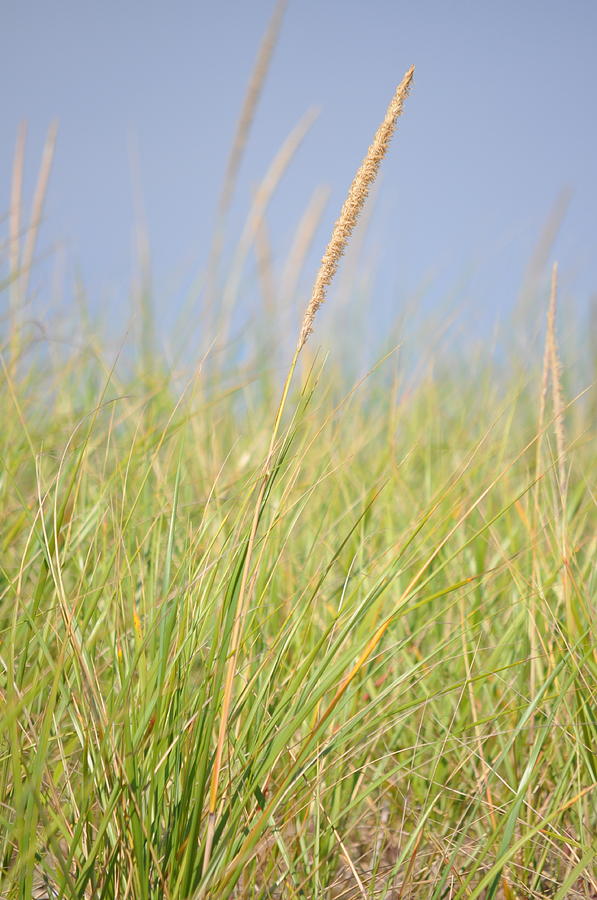 Beach Grass Photograph by Melissa Hackling - Fine Art America