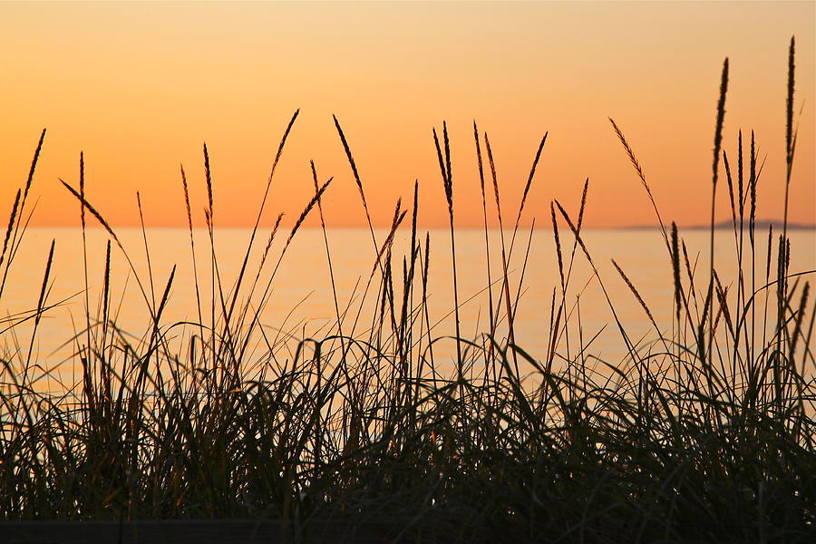 Beach Grass Sunset Photograph by Ron Ritchey - Fine Art America