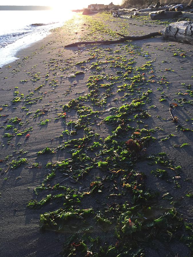Beach texture Pyrography by Mark Schuster - Fine Art America