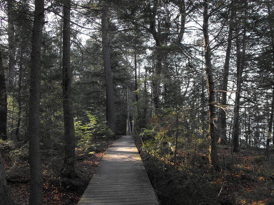 Beach Trail Photograph by Jane Munroe - Fine Art America