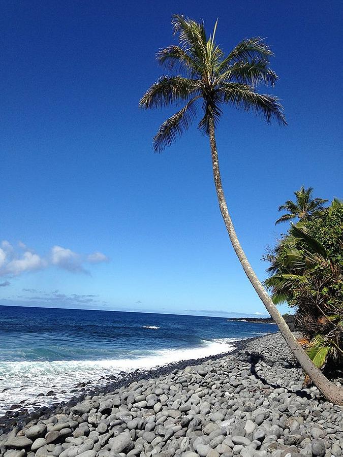 Beach Tree Photograph by Joseph Sink - Fine Art America