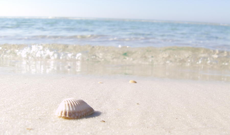 Beached Shell Photograph by Jamie Krause - Fine Art America