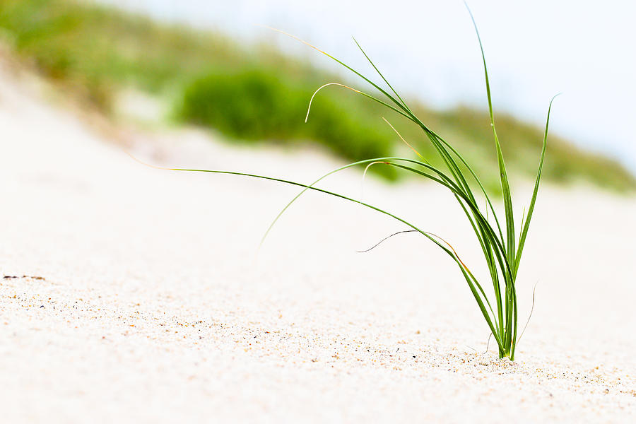Beachy Green Photograph by Christina Kozlowski | Fine Art America