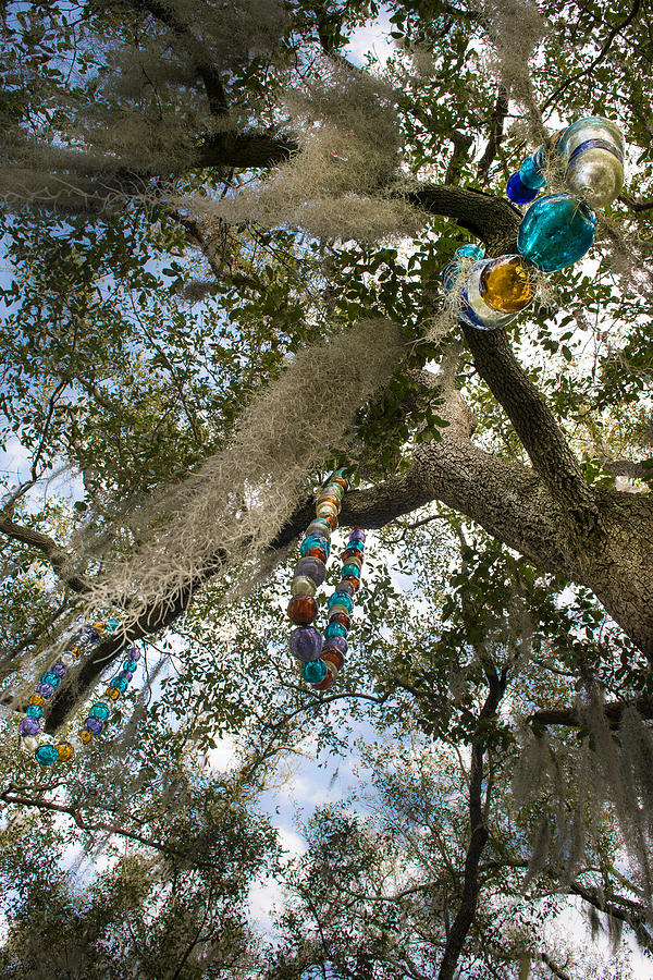 Bead Tree Photograph by Ross Muggivan - Fine Art America