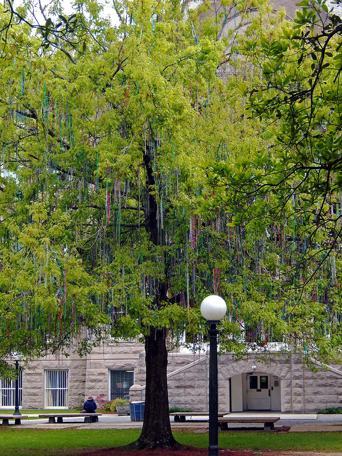 Beaded Tree Photograph by Jim Halas - Fine Art America