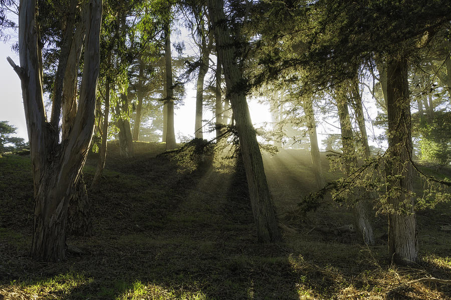 Beamin' Photograph by David Laurence Sharp - Pixels