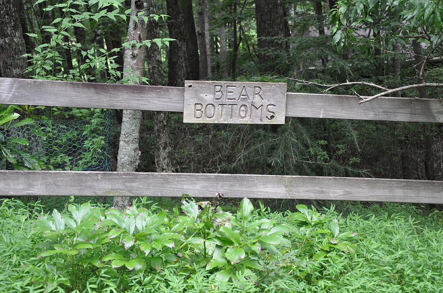 Bear Bottoms Photograph by David Dittmann - Fine Art America
