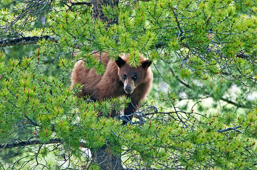 Bear Cub Photograph by Elijah Weber - Fine Art America