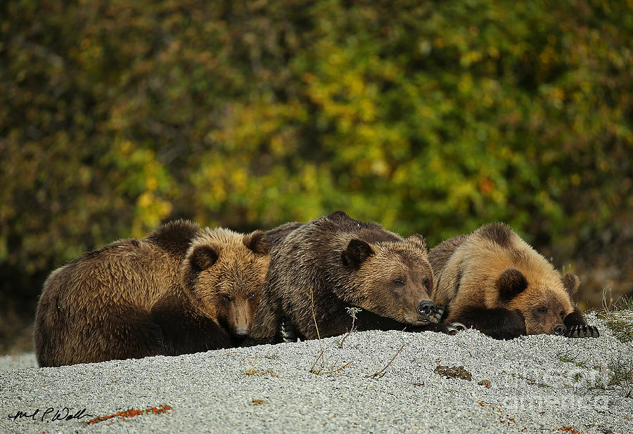 Bear Nap Photograph by Michael Waller - Pixels