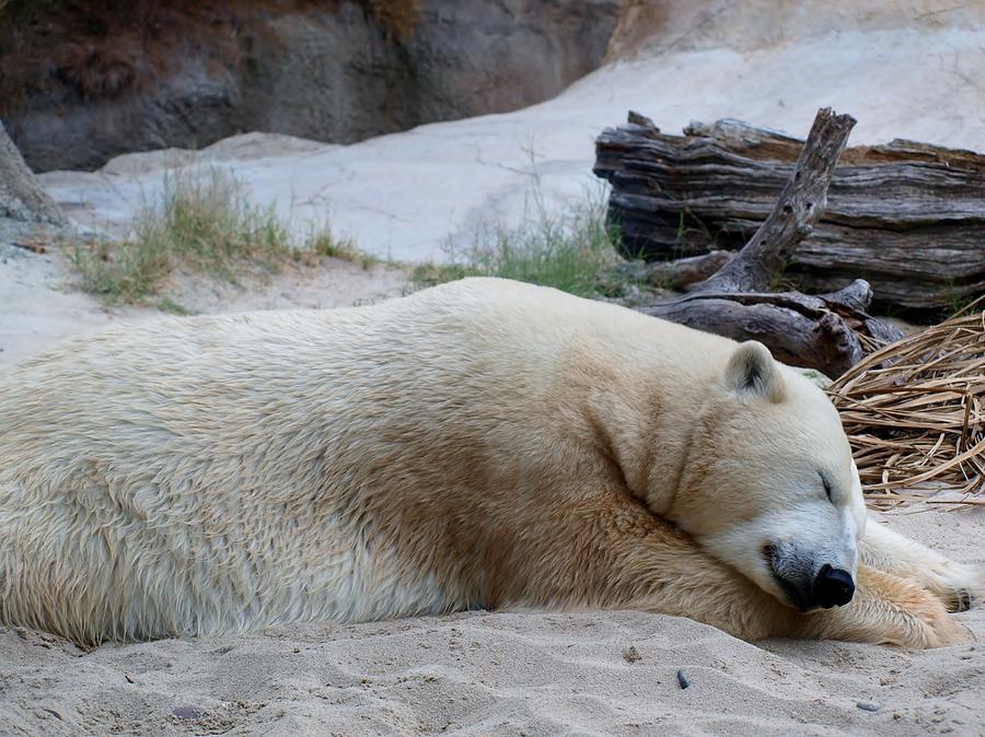 Bear Sleeping Photograph by Eric Graham - Fine Art America