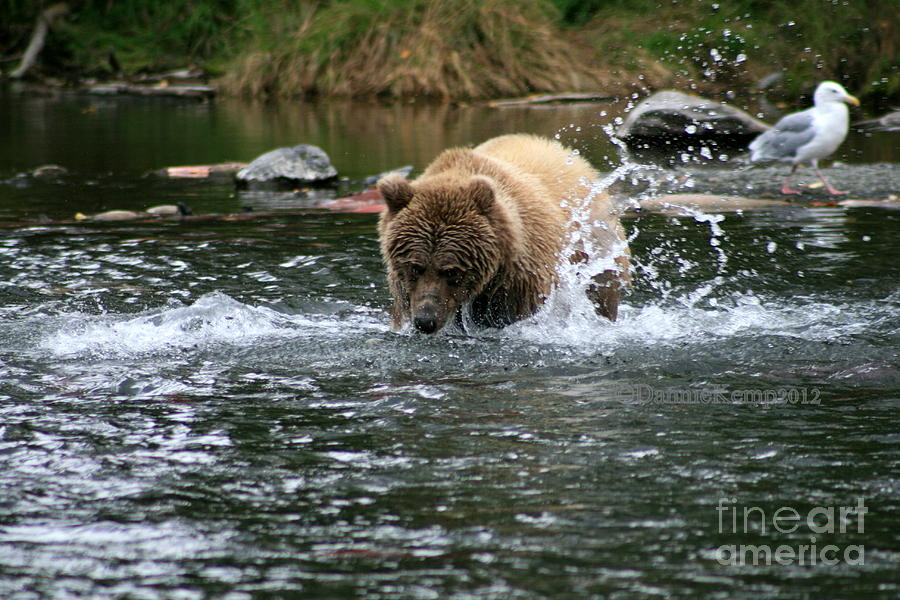 Bear Splash Photograph by Dannie Kemp | Pixels