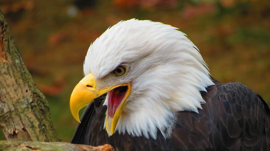 Beardsley Zoo Eagle Photograph by Dee Mac G - Fine Art America
