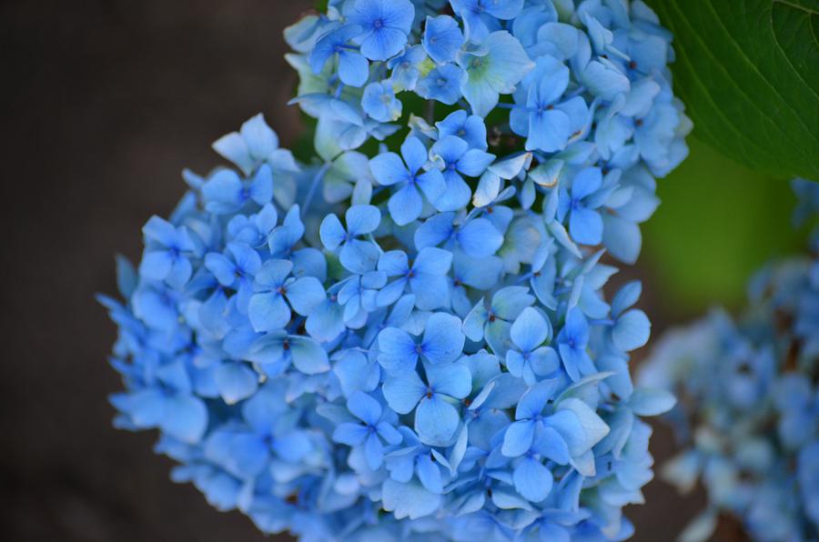 Beautiful Hydrangea Photograph by Evan Wilson