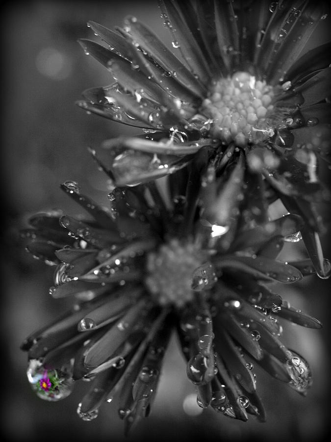 Beautiful Reflection Digital Art by Teri Schuster - Fine Art America