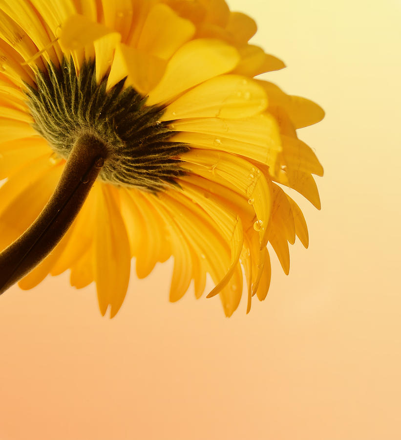 Beautiful Yellow Photograph by Delia Galhotra - Fine Art America