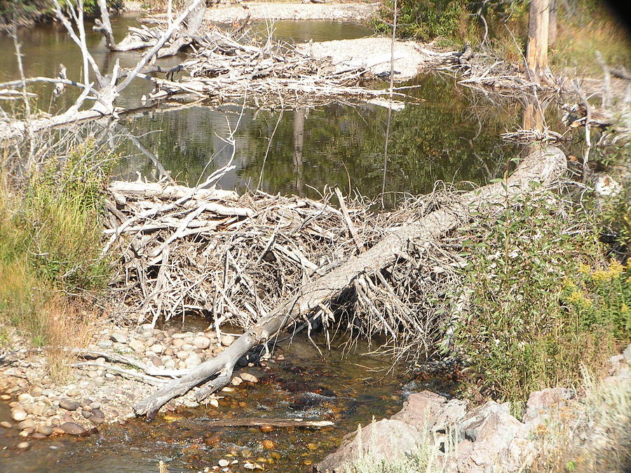 Beaver Complex Photograph by Sandra Williams - Fine Art America