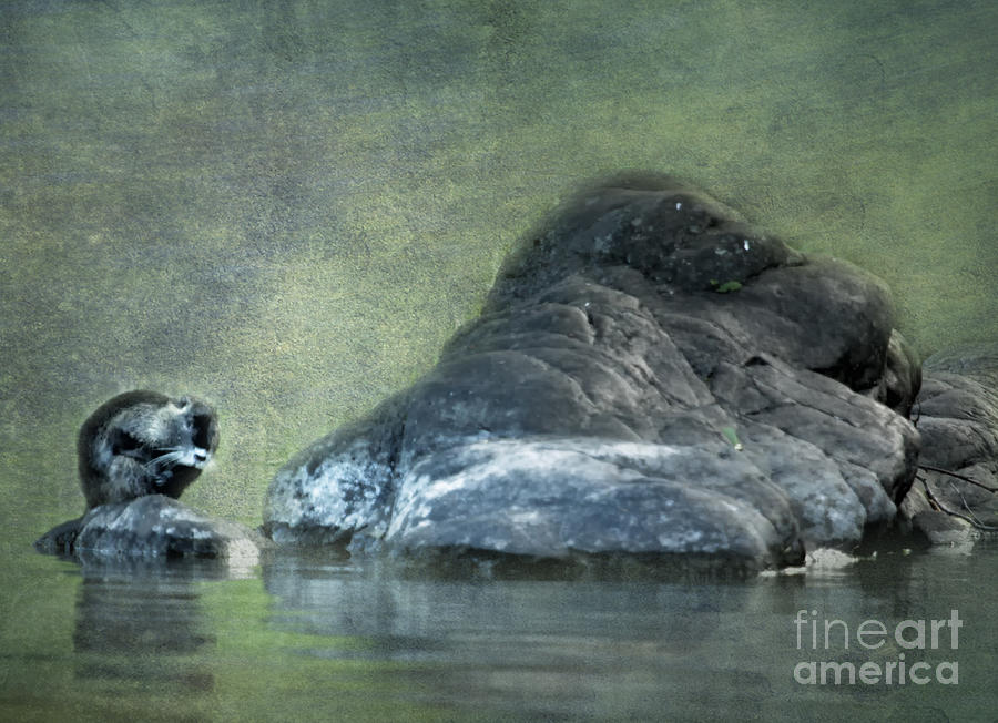 Beaver on a Rock Photograph by Belinda Greb - Fine Art America