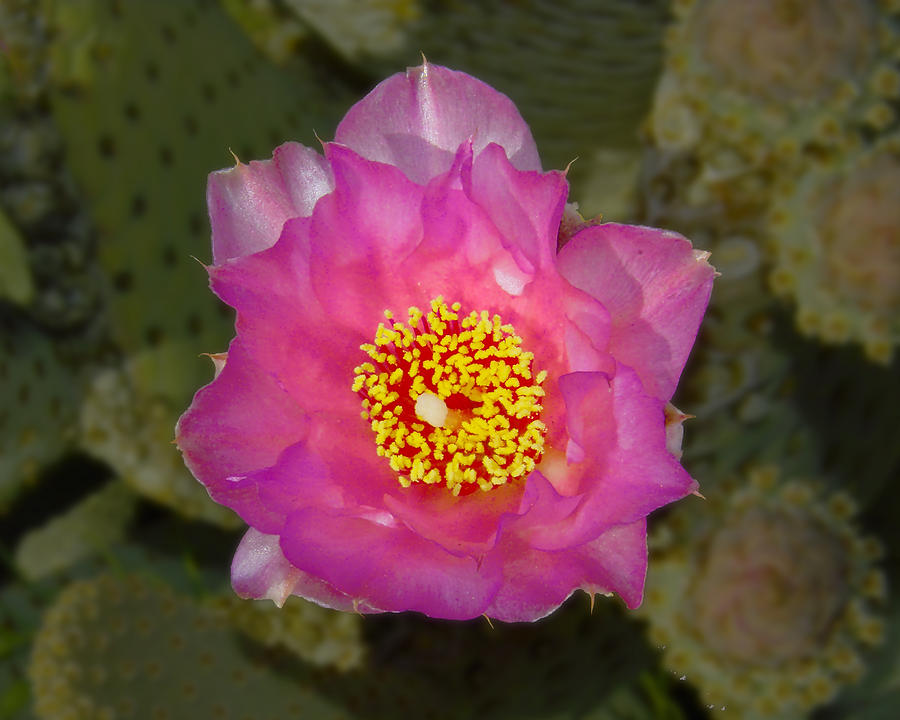 Beaver Tail Cactus Photograph by Myron Sveum - Fine Art America