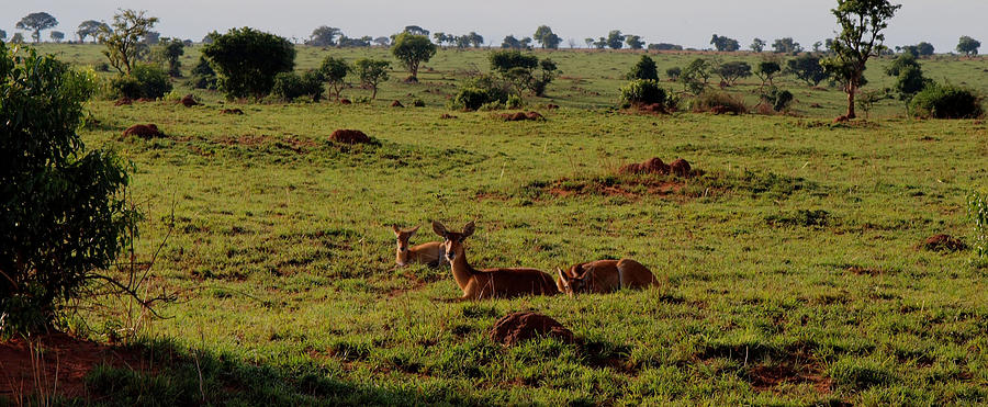 Bedded Down Photograph by Robert Watson