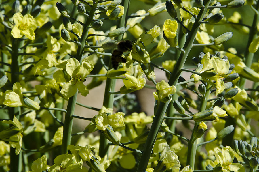 Bee At Work Photograph by Gerald Andersen - Fine Art America