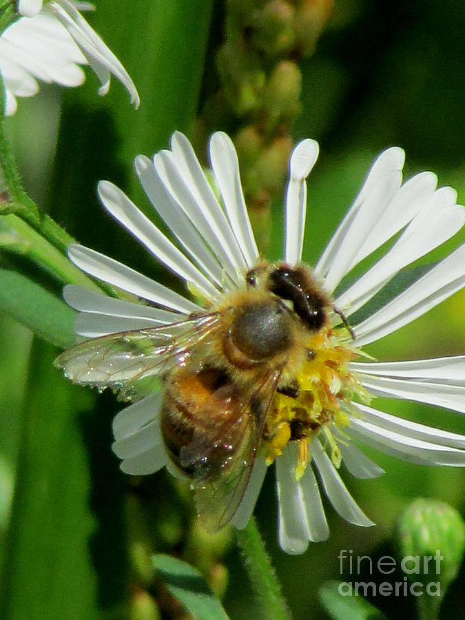 BEE Back Photograph by Scott Bennett - Fine Art America
