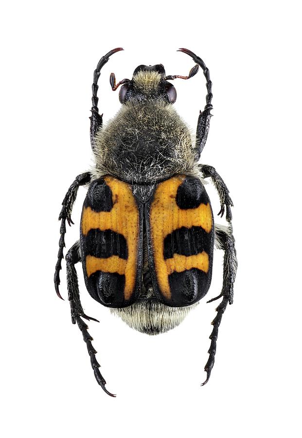 Bee Beetle by F. Martinez Clavel / Science Photo Library