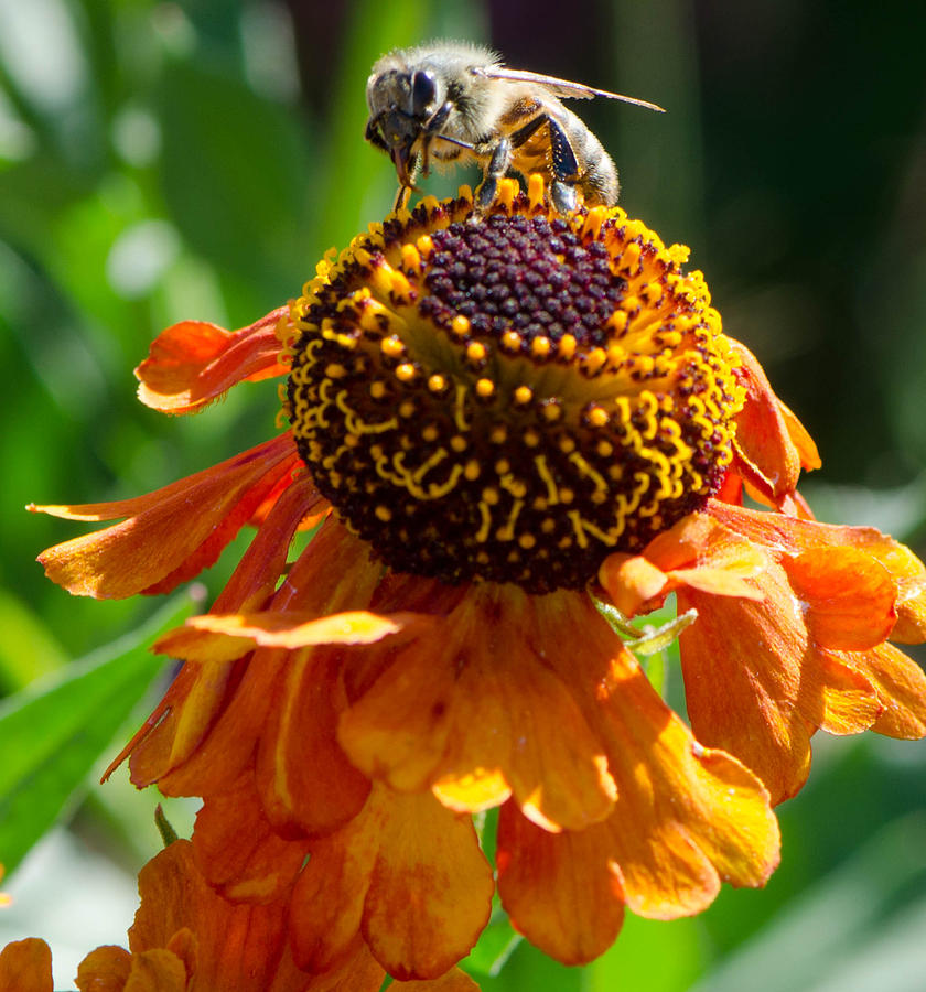 Bee Brush Off Photograph by Michael Moriarty - Fine Art America