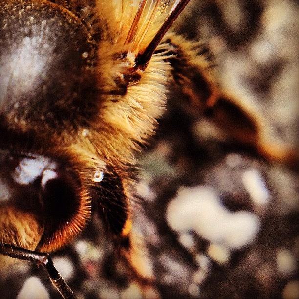 #bee Photograph by Chris Hotham - Fine Art America