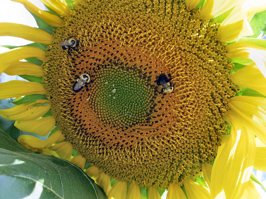 Bee Cluster Photograph by Crystal - Fine Art America