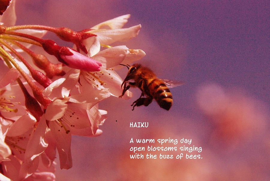 Bee Haiku Photograph by Jeff Swan - Pixels