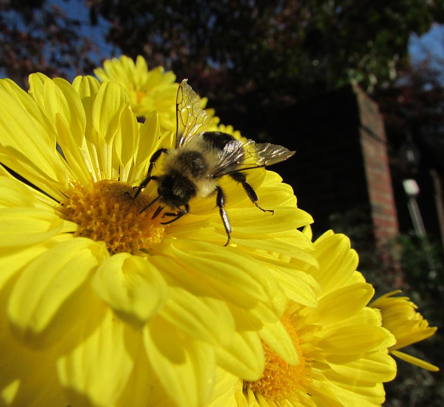 Bee Light Photograph by Lee Bowers - Fine Art America