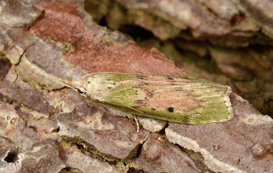 Bee Moth by Science Photo Library