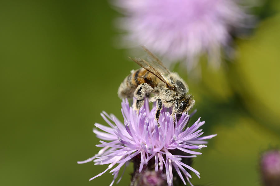 Bee on circus Photograph by Patrick Kessler - Fine Art America