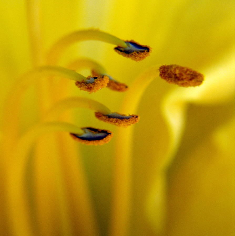 Bee Ready Photograph by Jerilyn Chevalier - Fine Art America