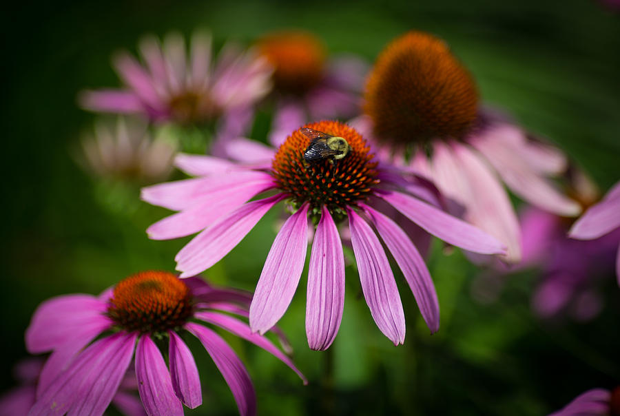 Bee Still Photograph by Steven Olson | Fine Art America