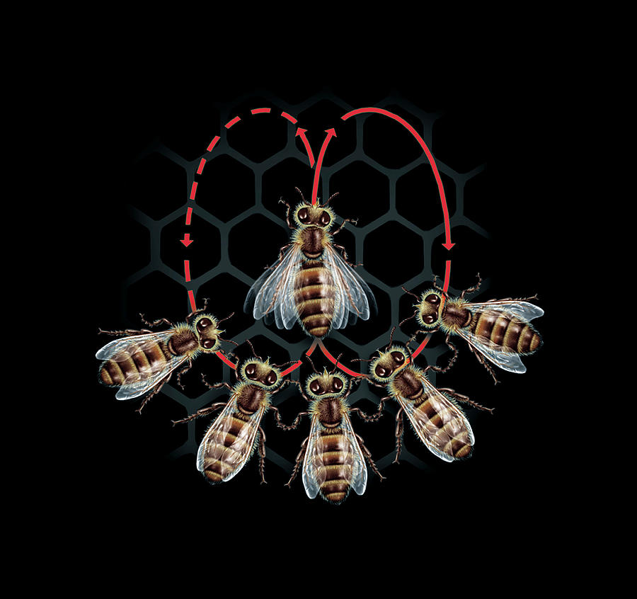 Bee Waggle Dance by Science Photo Library