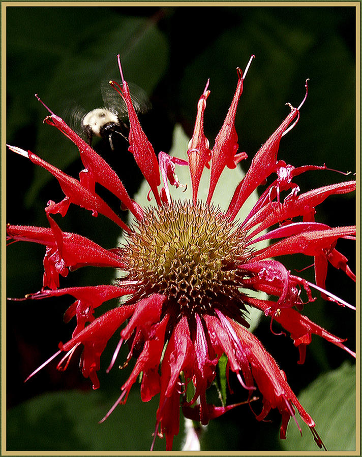 BeeBalm Bee Photograph by Michael Vinyard | Fine Art America