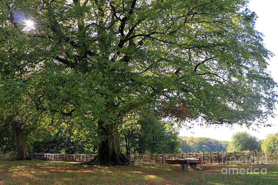 Beech tree Britain Photograph by Julia Gavin - Fine Art America