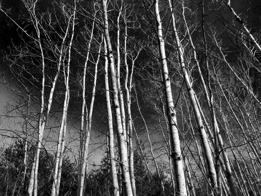 Beech Tree Contrast Photograph by David T Wilkinson - Fine Art America