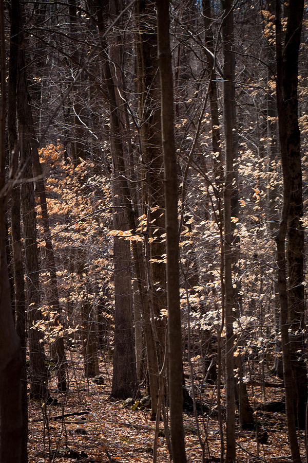 Beech Trees in Spring Photograph by Barbara J - Fine Art America
