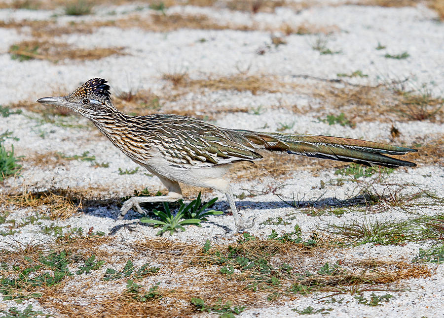 Beep Beep Photograph by Thomas Kaestner - Fine Art America