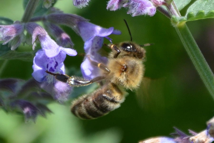 Bees At Work Photograph by Benjamin Engelmann - Fine Art America