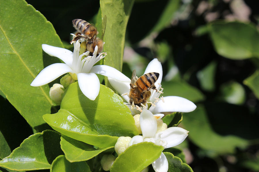 Bees Pollinating Fruit Trees Photograph by Robert Hamm - Fine Art America