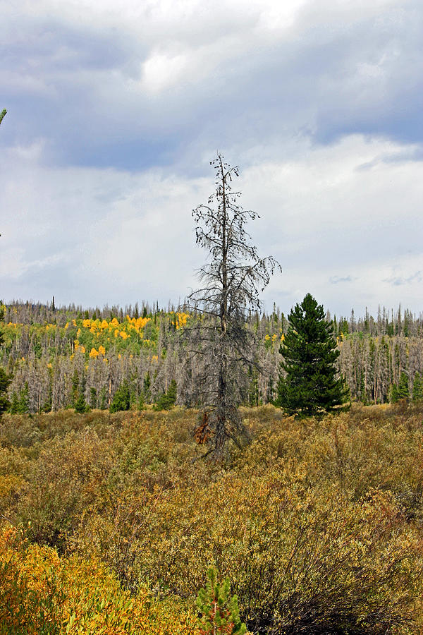 Beetle kill Digital Art by Casey Olson | Fine Art America