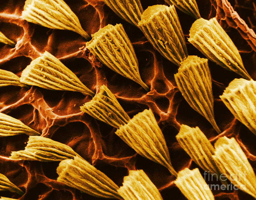 Beetle Scales Photograph by Asa Thoresen - Fine Art America