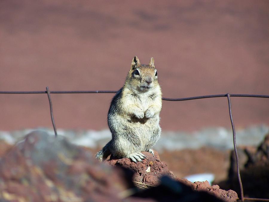 Begging Squirrel Photograph by Evette Slack | Fine Art America