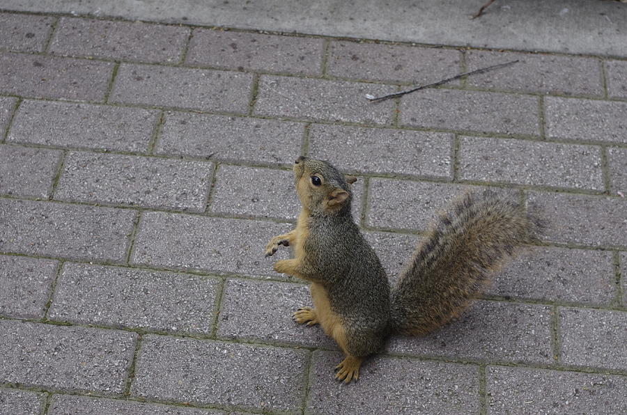 Begging Squirrel Photograph by Robert Miller - Fine Art America